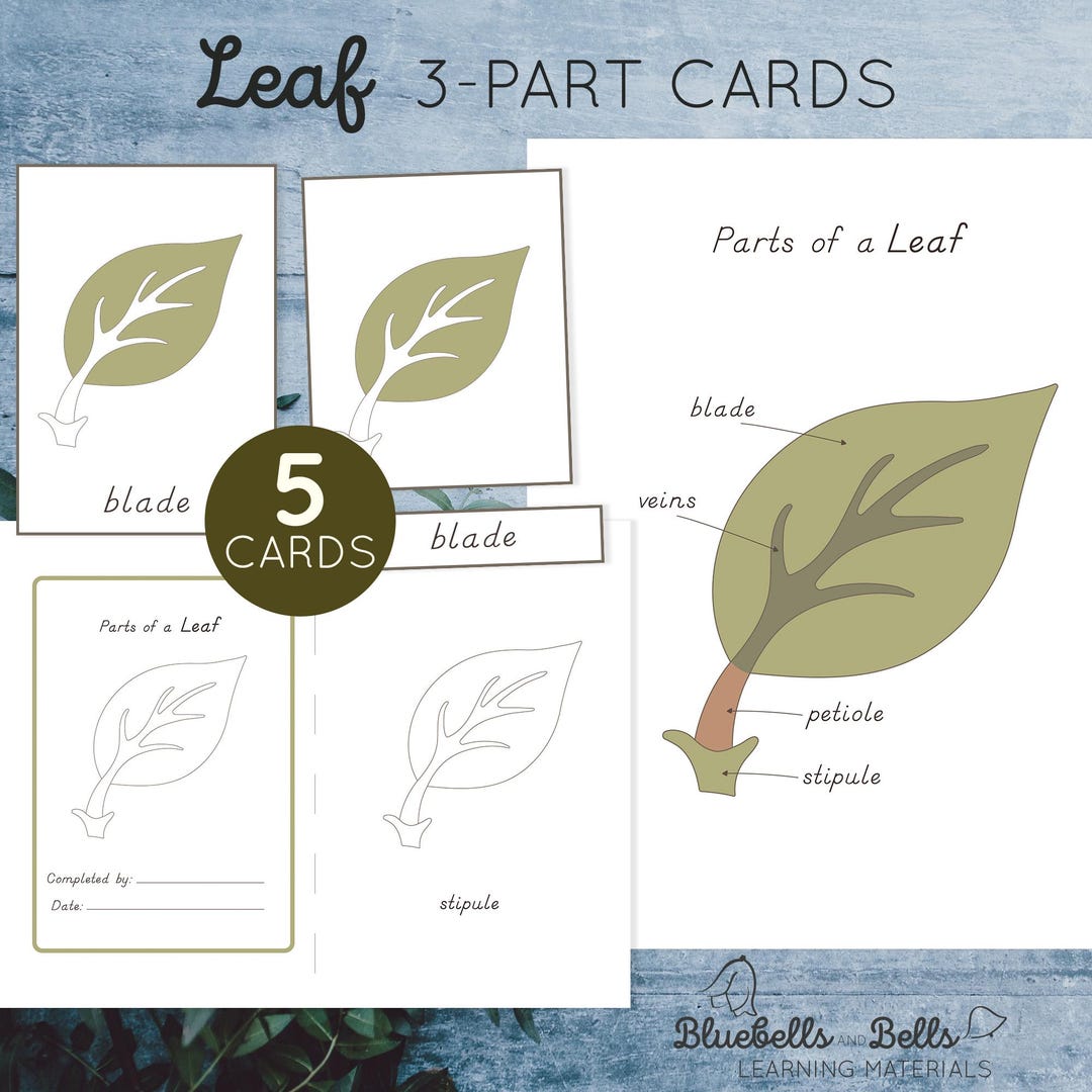 Parts of a Leaf Nomenclature Cards, Montessori 3-part Cards, Charts ...