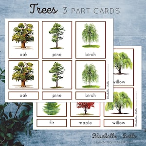 Trees Montessori 3 Part Cards. Tree Identification Cards. Vocabulary ...