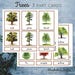 Trees Montessori 3 Part Cards. Tree Identification Cards. Vocabulary ...