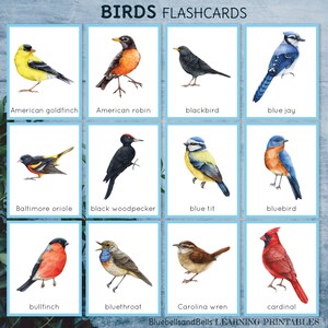 Birds Cards. Birds Identification Printable Flash Cards. Montessori ...