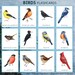 Birds Cards. Birds Identification Printable Flash Cards. Montessori ...