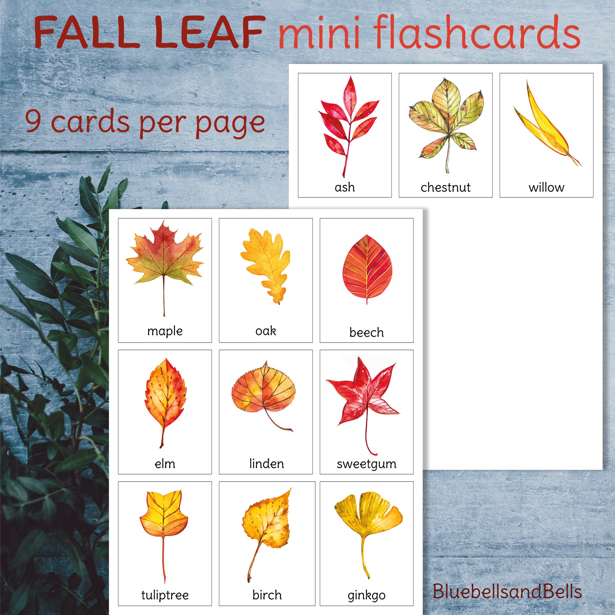 Autumn Leaf Identification Mini Flashcards. Watercolor Fall - Etsy Ireland