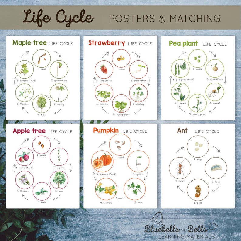 Life Cycle Printable Posters and Matching Worksheets. Montessori ...