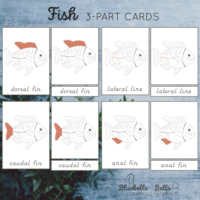 Parts of a Fish Nomenclature Cards, Montessori 3-part Cards, Charts ...