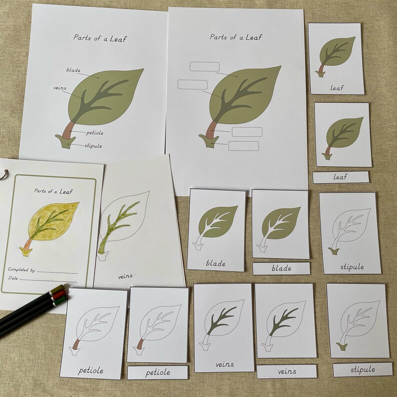 Parts of a Leaf Nomenclature Cards, Montessori 3-part Cards, Charts ...
