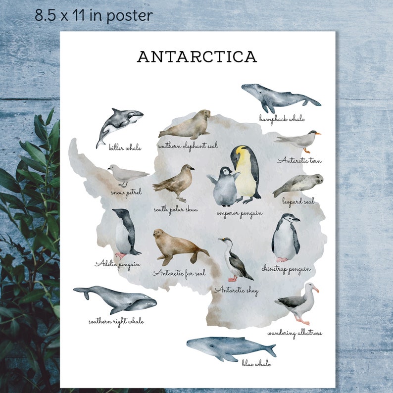 Antarctica Animal Flashcards and Shadow Matching Cards. - Etsy