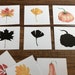 Autumn Shadow Matching Montessori Printable. Fall Nature Activity ...