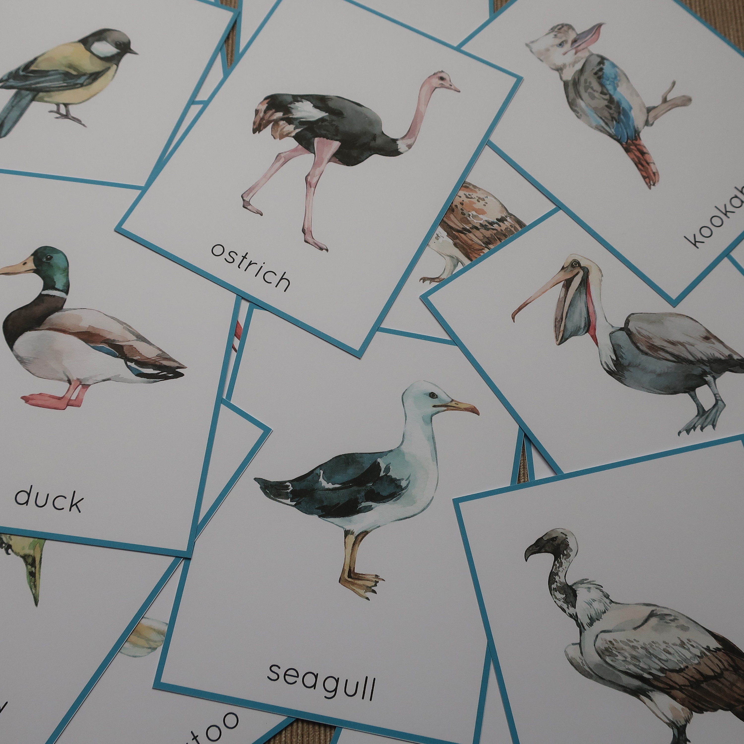 Birds Flash Cards. Watercolor Printable Birds of the World - Etsy