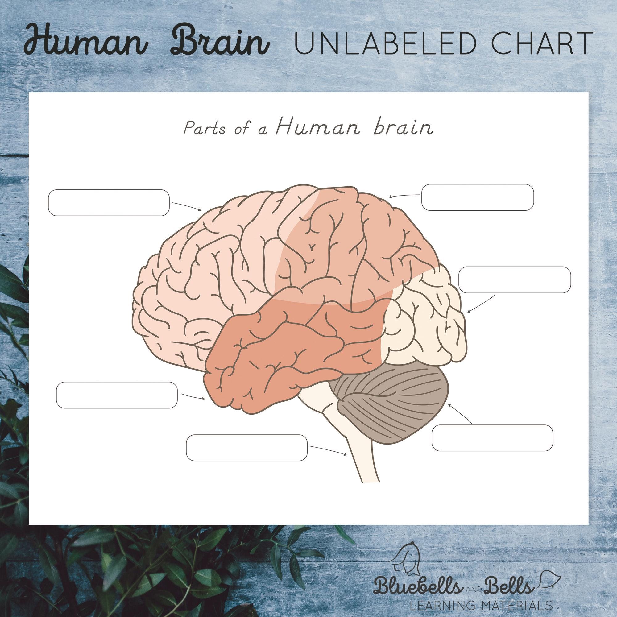 Parts of a Human Brain Nomenclature 3-part Cards. Printable Charts and ...