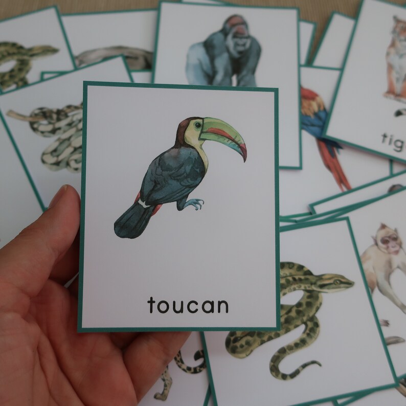 Rainforest Animals Montessori Printable 3 Part Cards. - Etsy