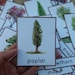 Trees Montessori 3 Part Cards. Tree Identification Cards. Vocabulary ...