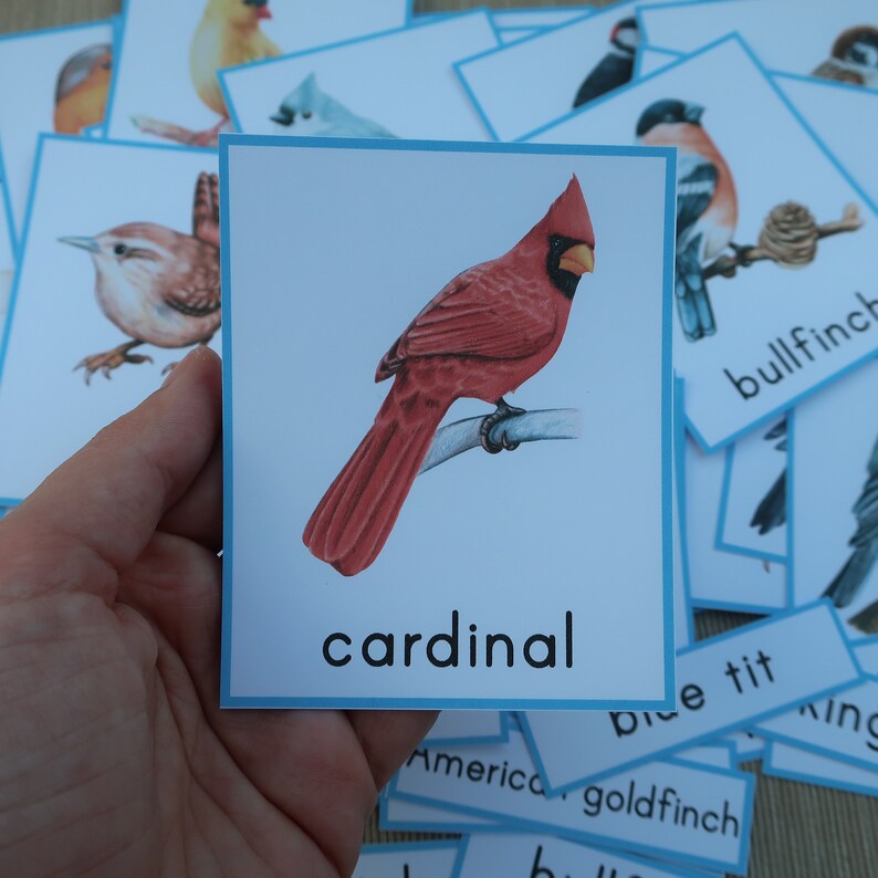 Birds Montessori Printable 3 Part Cards. Spring Vocabulary - Etsy