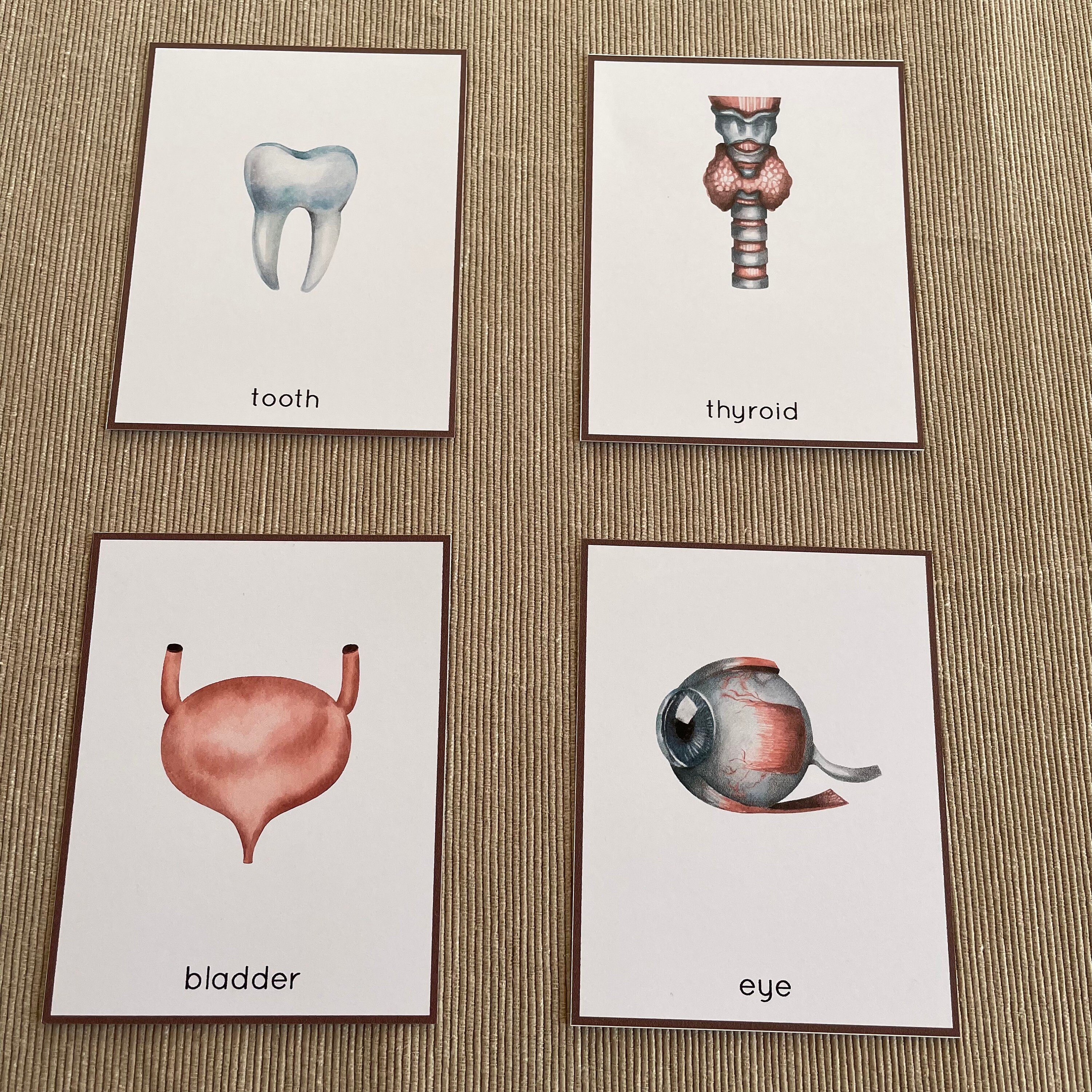 Human Body Organs Flashcards. Preschool and Kindergarten Watercolor ...