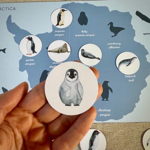 Antarctica Animals Map Matching Activity. Montessori Winter Preschool ...