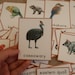 Australia Oceania Animals Montessori Printable 3 Part Cards. Vocabulary ...
