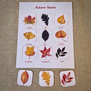 Fall Leaf Montessori Printable. Leaf Identification Preschool Printable ...