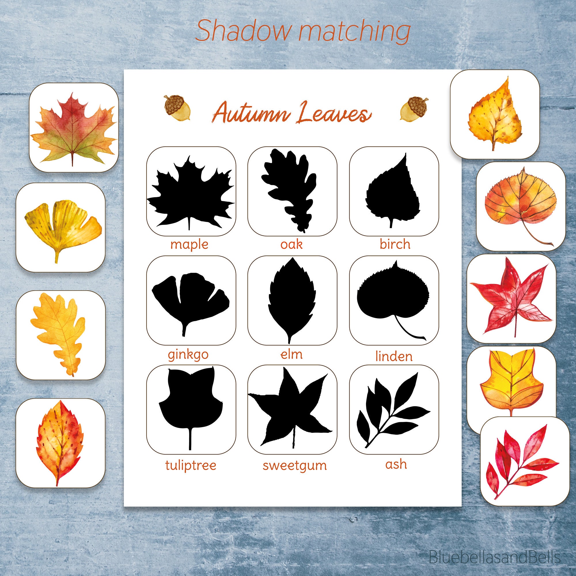 Fall Leaf Montessori Printable. Leaf Identification Preschool - Etsy