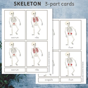 Skeleton Nomenclature Cards. Montessori 3-part Cards. - Etsy