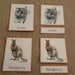 Australia Oceania Animals Montessori Printable 3 Part Cards. Vocabulary ...