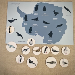 Antarctica Animals Map Matching Activity. Montessori Winter Preschool ...