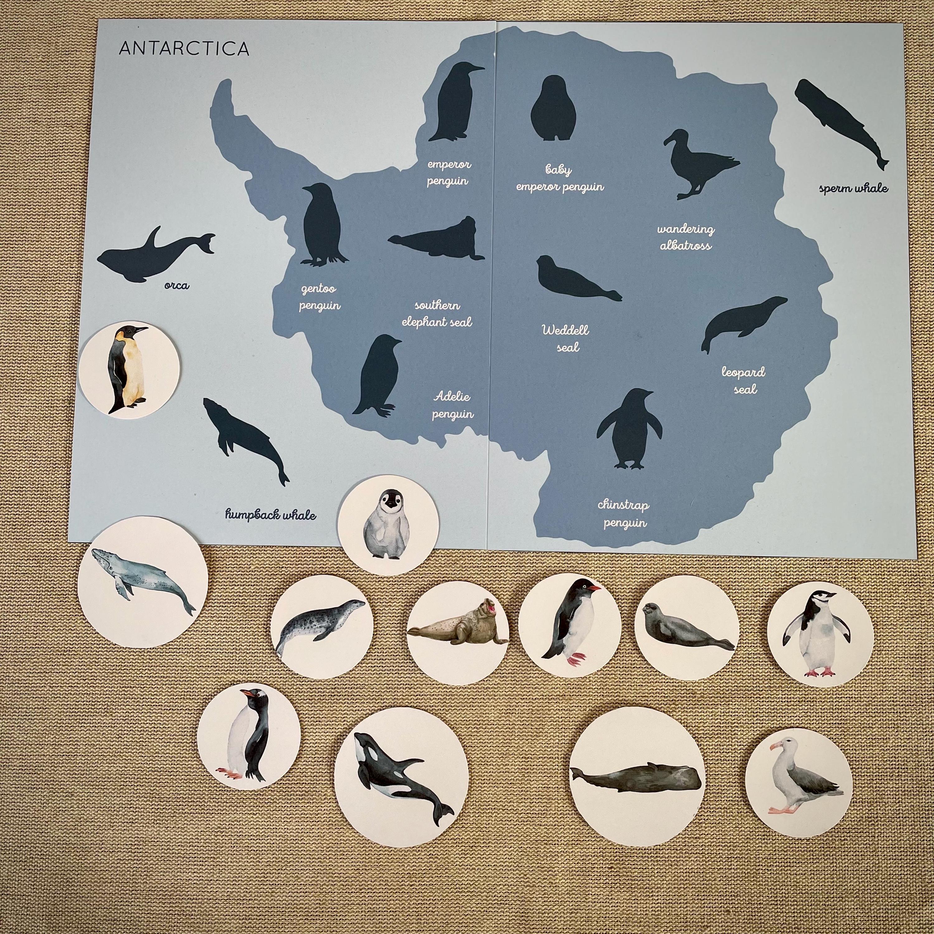 Antarctica Animals Map Matching Activity. Montessori Winter Preschool ...