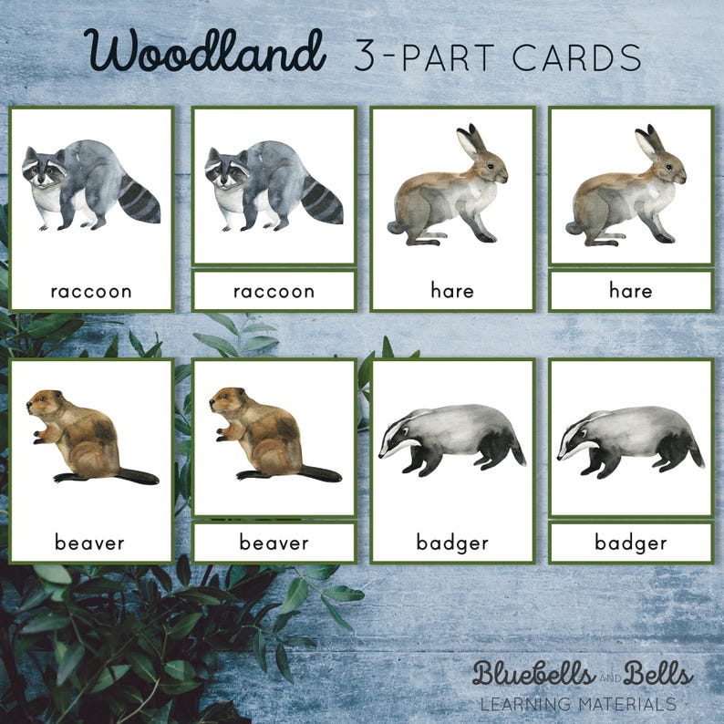 Woodland Animals Montessori 3 Part Cards. Preschool Vocabulary Activity ...