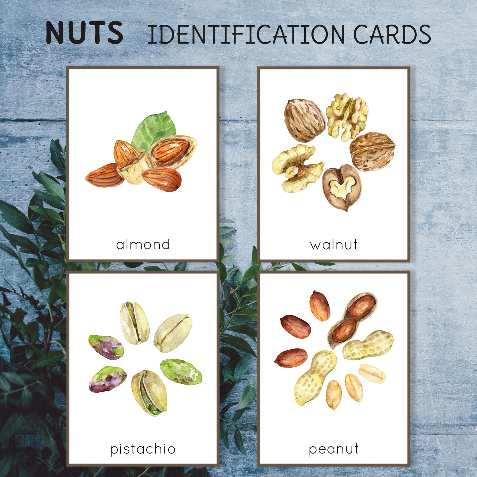Nuts Identification Flash Cards. Vocabulary Preschool and Kindergarten ...