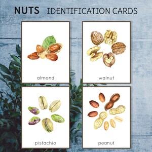 Nuts Identification Flash Cards. Vocabulary Preschool and Kindergarten ...