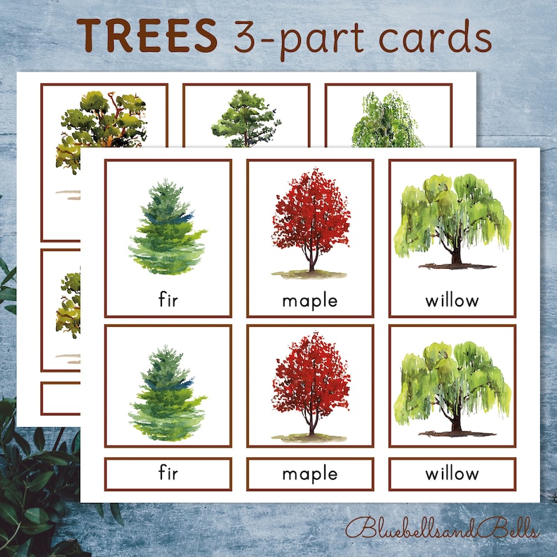 Trees Montessori 3 Part Cards. Tree Identification Cards. - Etsy