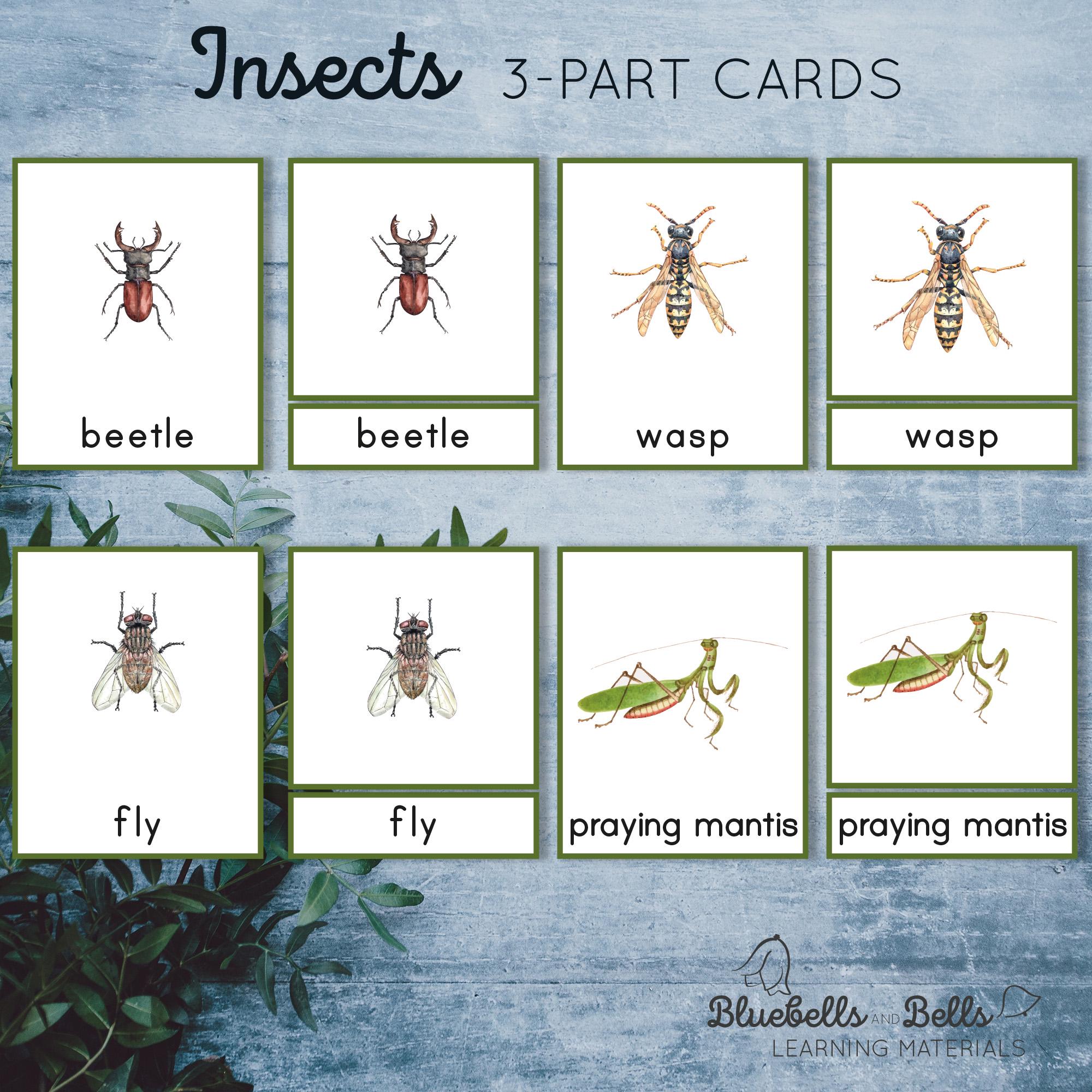 Insect Montessori Printable 3-part Cards. Preschool and Kindergarten ...