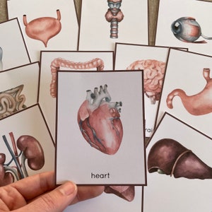 Human Body Organs Flashcards. Preschool and Kindergarten Watercolor ...