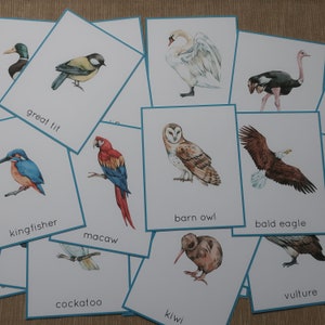 Birds Flash Cards. Watercolor Printable Birds of the World Cards. - Etsy