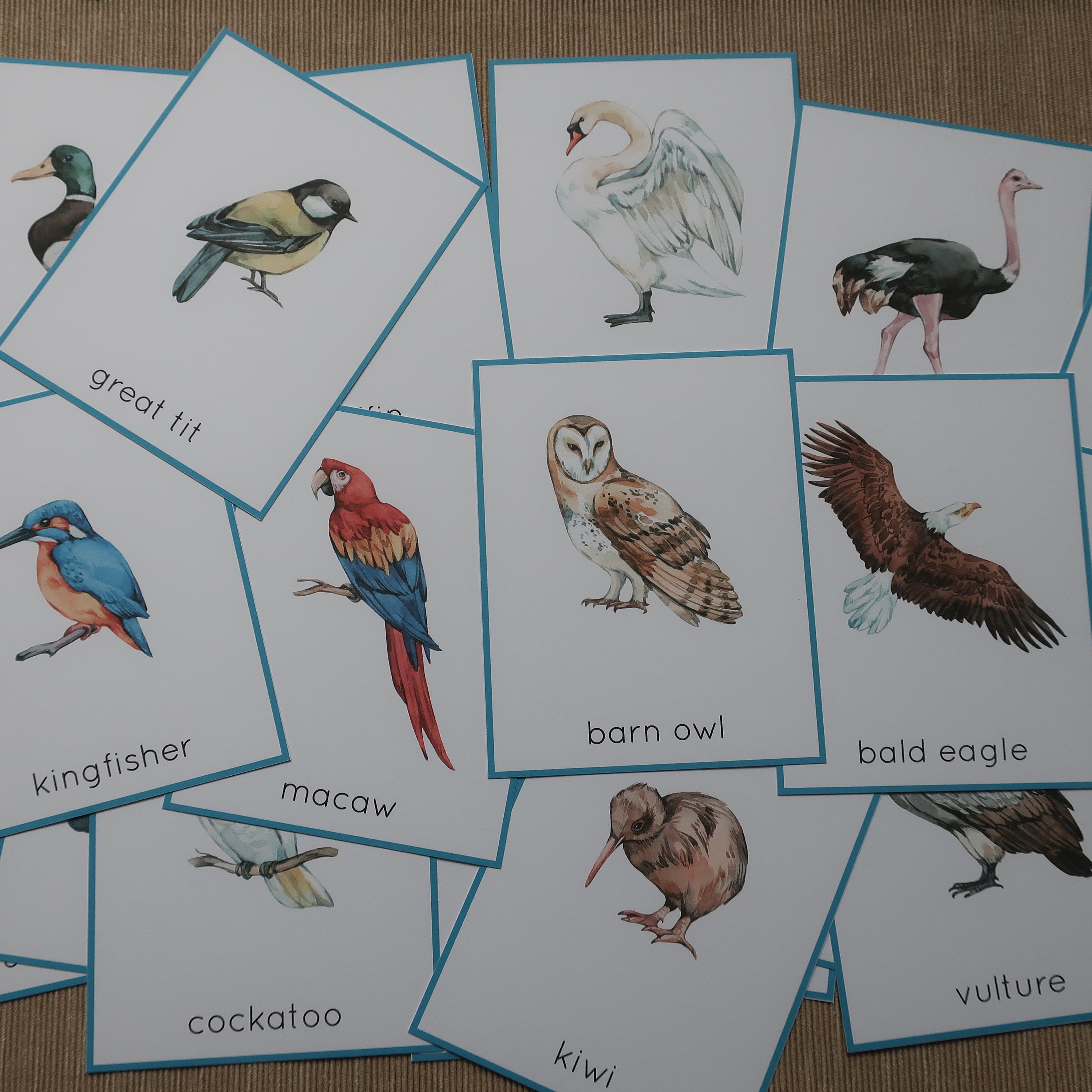 Birds Flash Cards. Watercolor Printable Birds of the World - Etsy