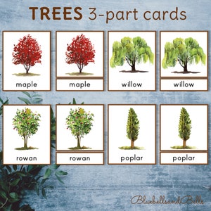Trees Montessori 3 Part Cards. Tree Identification Cards. Vocabulary ...