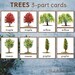 Trees Montessori 3 Part Cards. Tree Identification Cards. Vocabulary ...