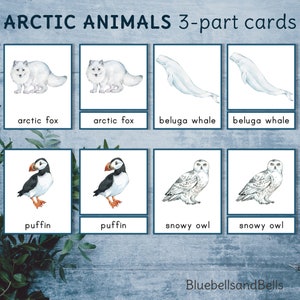 Arctic Animals 3 Part Cards. Montessori Winter Printable Vocabulary ...