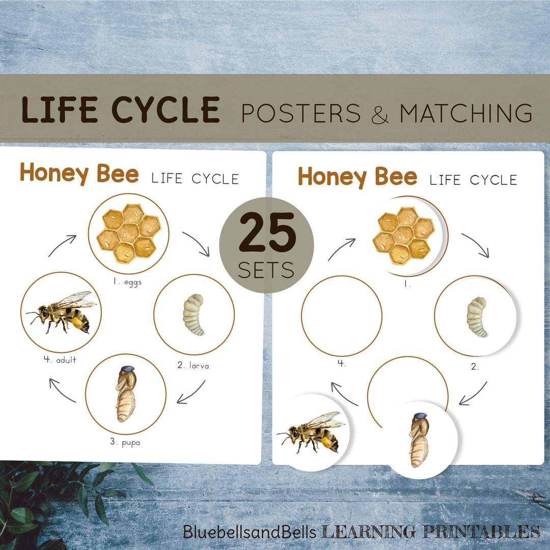 Life Cycle Printable Posters and Matching Worksheets. Montessori ...
