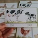Mother and Baby Farm Animal Matching Cards and Flash Cards. Montessori ...
