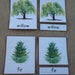 Trees Montessori 3 Part Cards. Tree Identification Cards. Vocabulary ...