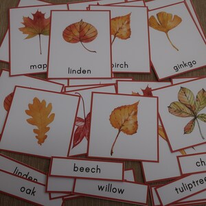Montessori Fall Printable Leaf Identification Three Part Cards ...