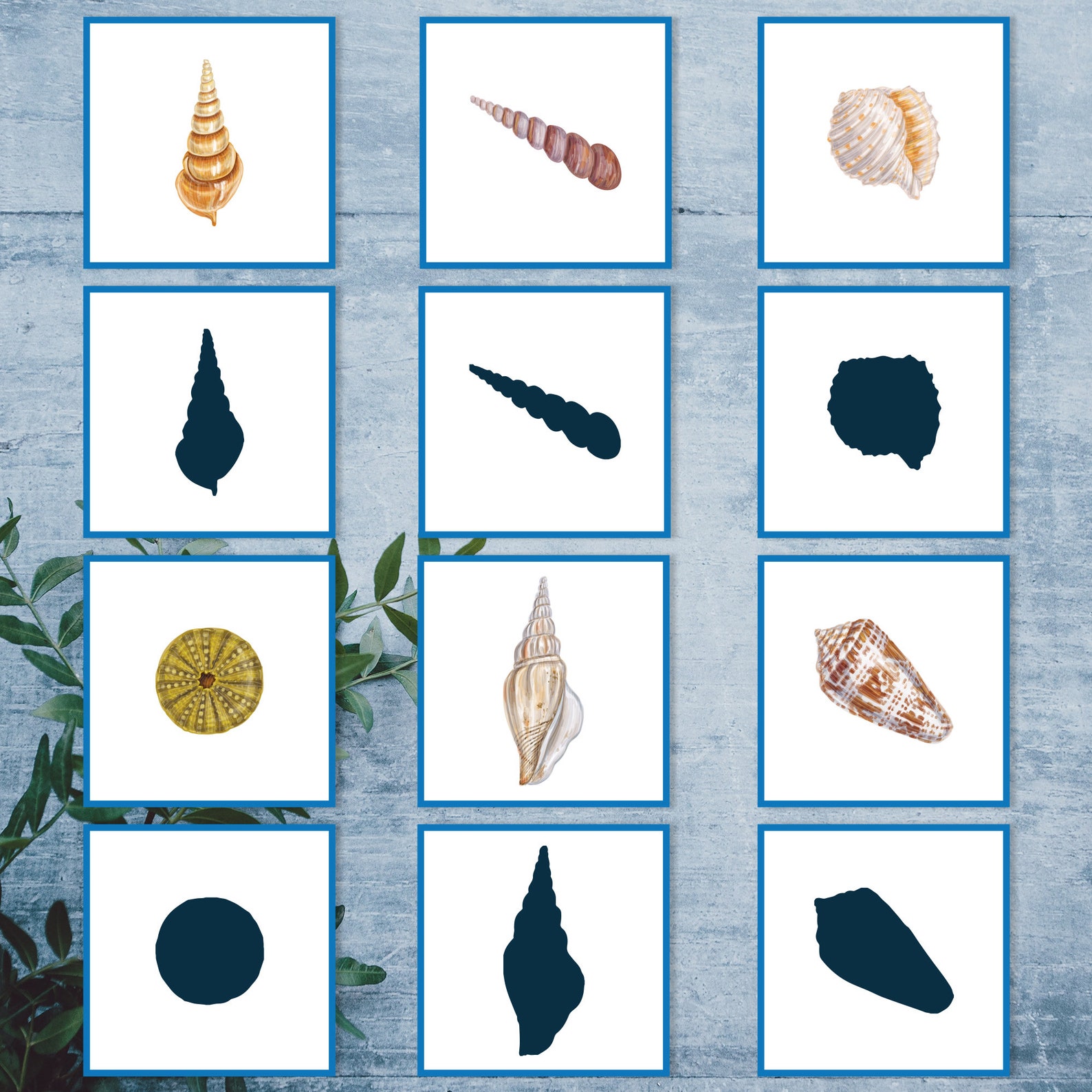 Seashell Shadow Matching Cards. Montessori Preschool Ocean Printable ...