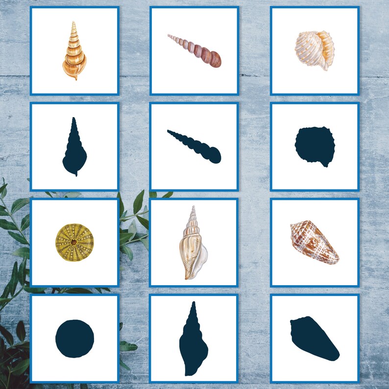 Seashell Shadow Matching Cards. Montessori Preschool Ocean | Etsy