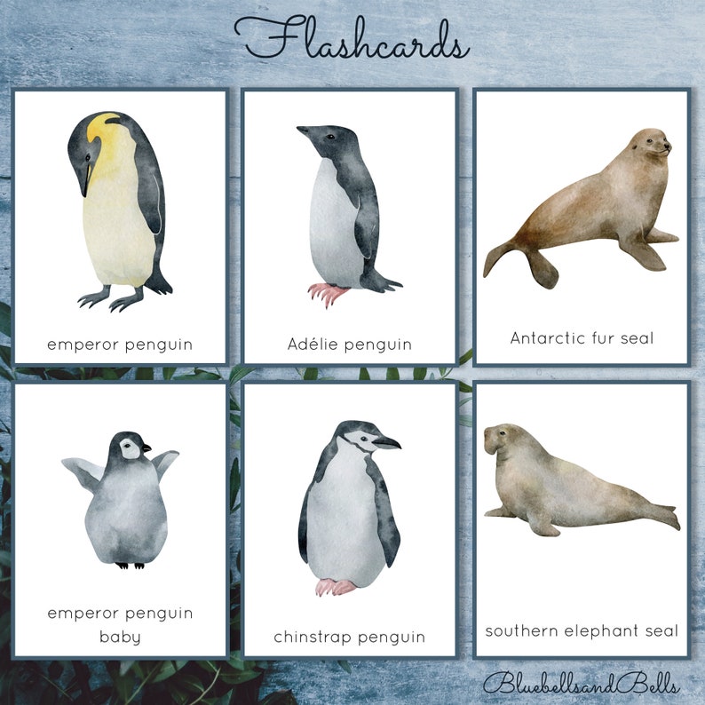 Antarctica Animal Flashcards and Shadow Matching Cards. - Etsy