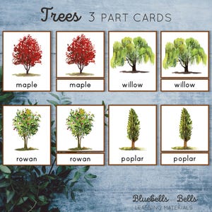 Trees Montessori 3 Part Cards. Tree Identification Cards. Vocabulary ...