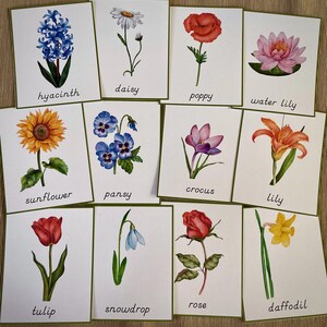 Flower Identification Printable Cards. Montessori Spring Printable. - Etsy