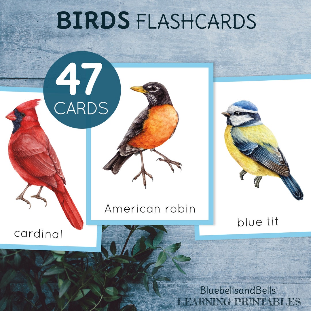 Birds Cards. Birds Identification Printable Flash Cards. Montessori ...