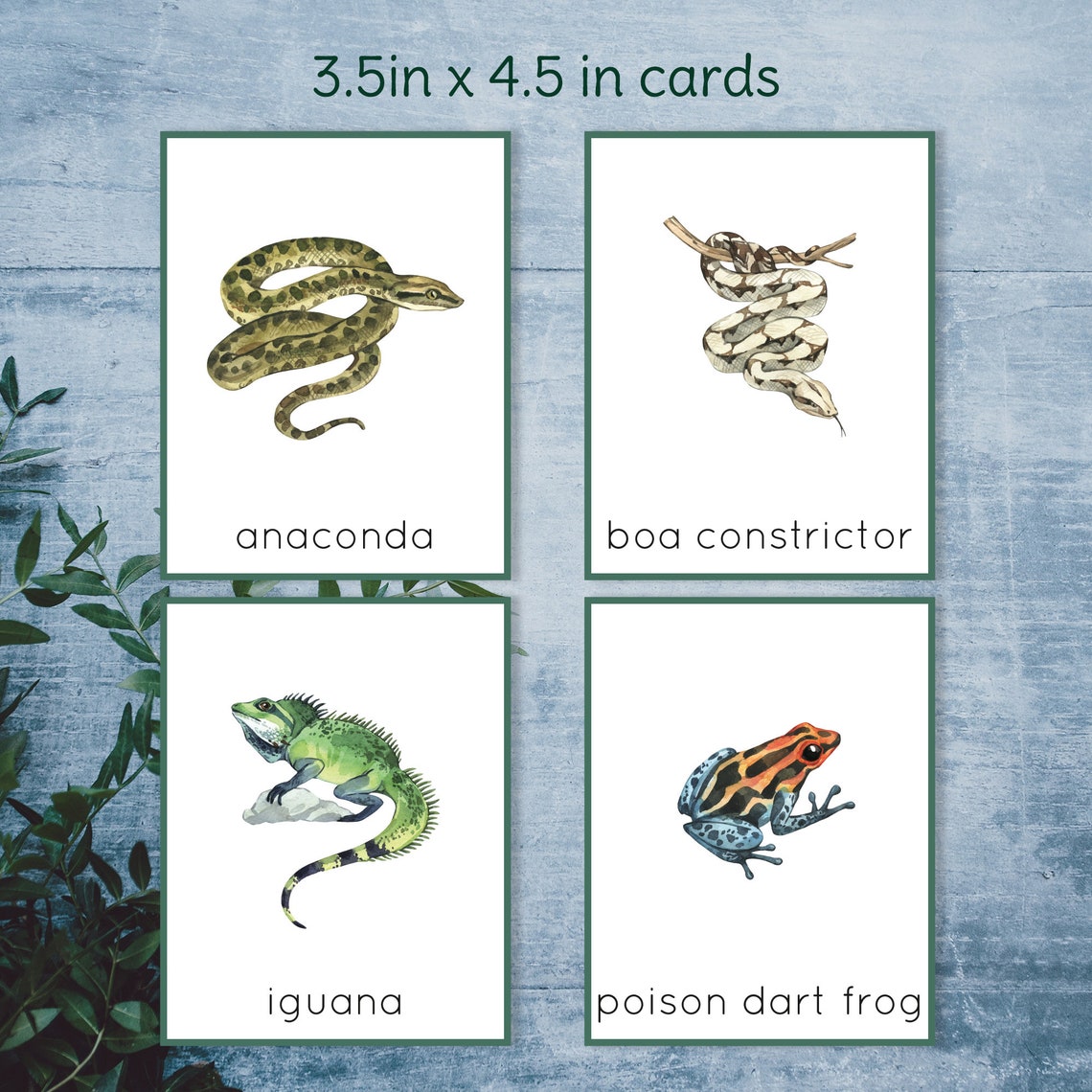 Rainforest Animal Flash Cards. Toddler Watercolor Cards. - Etsy