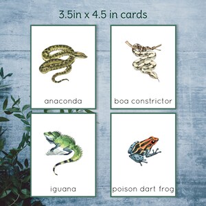 Rainforest Animal Flash Cards. Toddler Watercolor Cards. Preschool ...