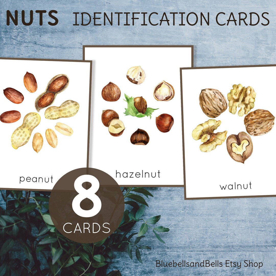 Nuts Identification Flash Cards. Vocabulary Preschool and Kindergarten ...