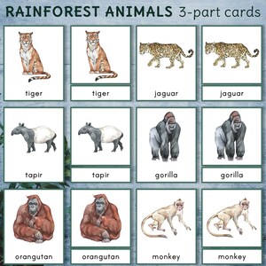 Rainforest Animals Montessori Printable 3 Part Cards. Vocabulary ...